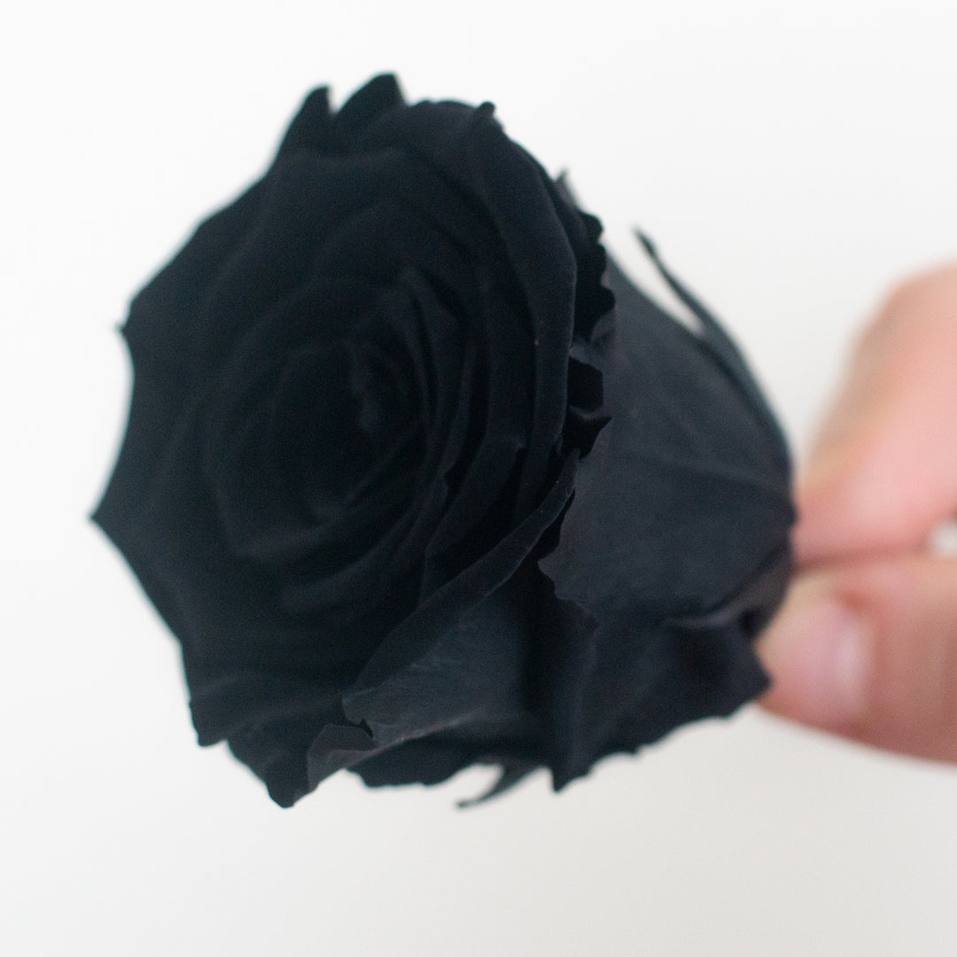 Preserved Roses in Black | Flower Moxie | DIY Wedding – Flower Moxie Supply