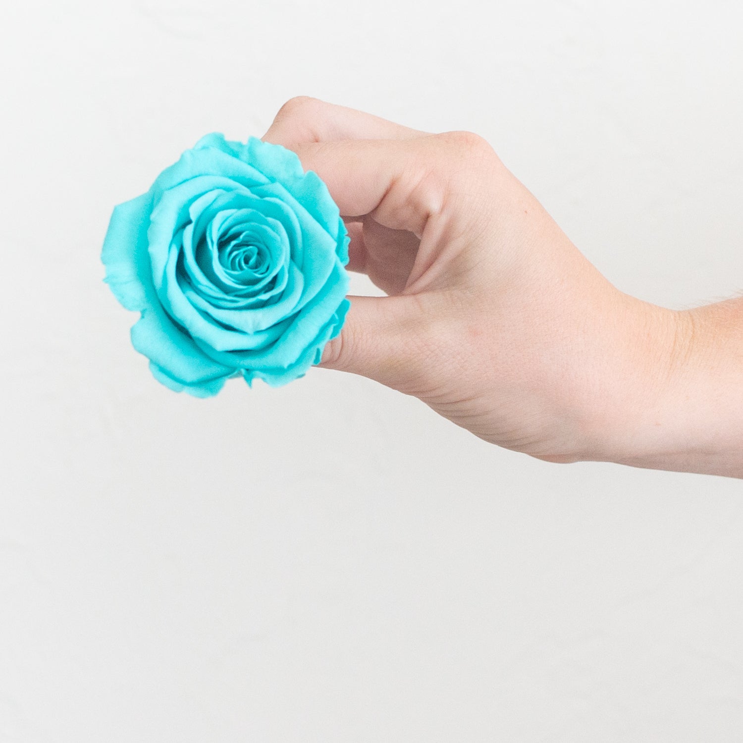 Preserved Roses in Turquoise Blue | Flower Moxie | DIY Wedding – Flower ...