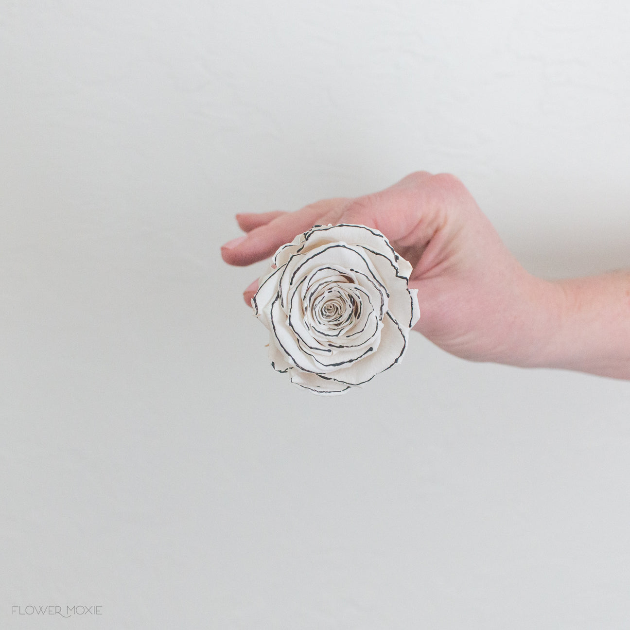 Preserved Ivory and Black Tuxedo Roses | Flower Moxie | DIY Wedding ...