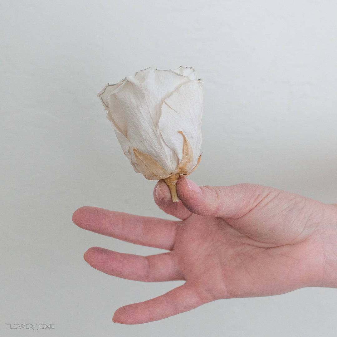 Preserved Ivory and Gold Roses | Flower Moxie | DIY Wedding – Flower ...