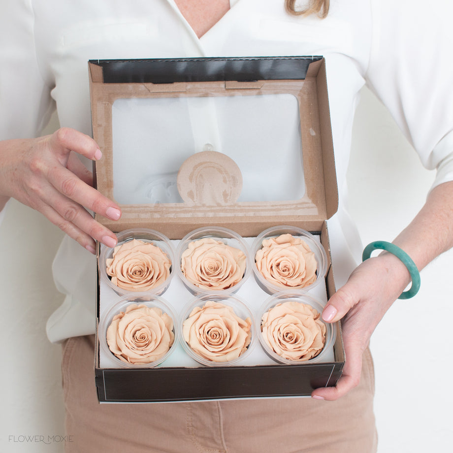 Preserved Roses – Flower Moxie Supply