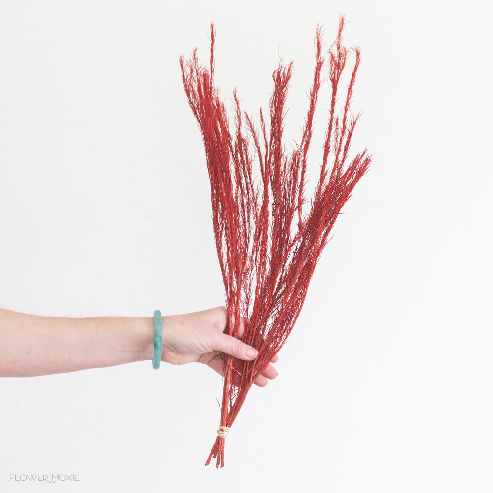 Dried Red Earth Asparagus Fern – Flower Moxie Supply