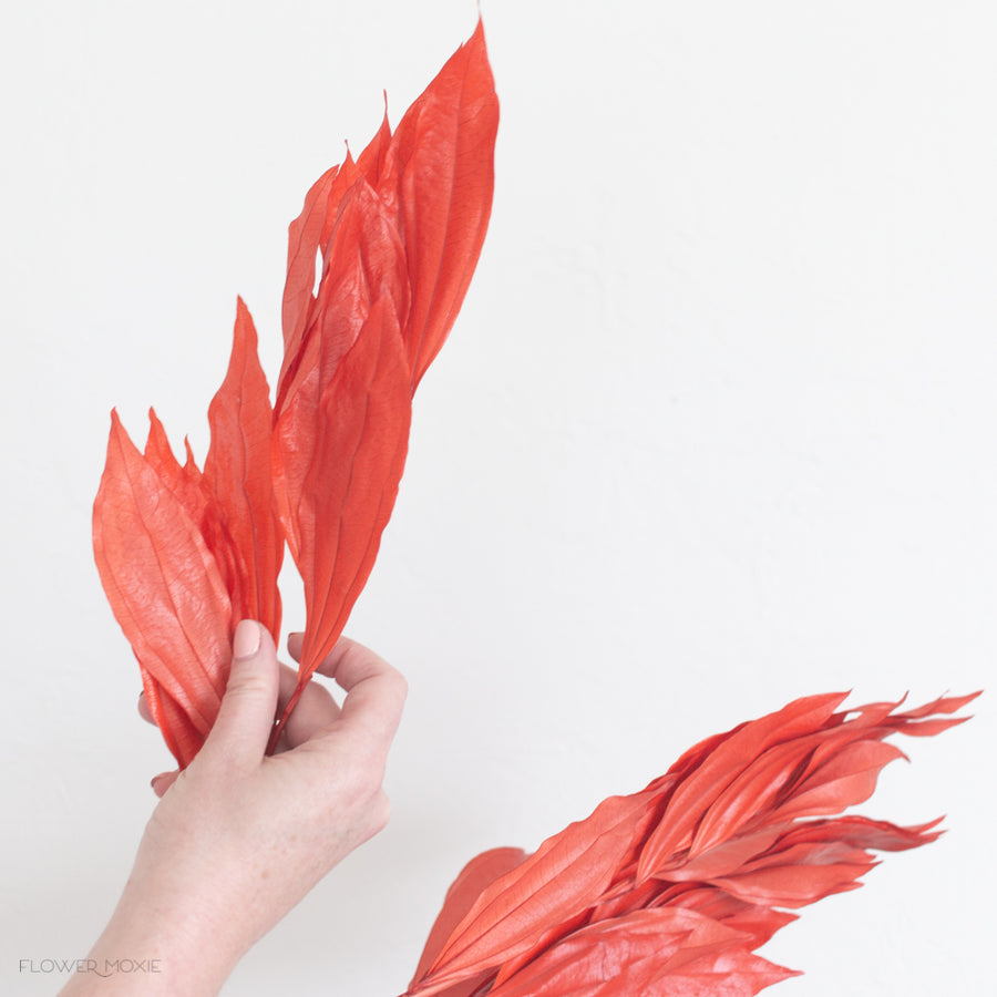 Dried Cocculus Earth Red Greenery | DIY Flower Supply – Flower Moxie Supply