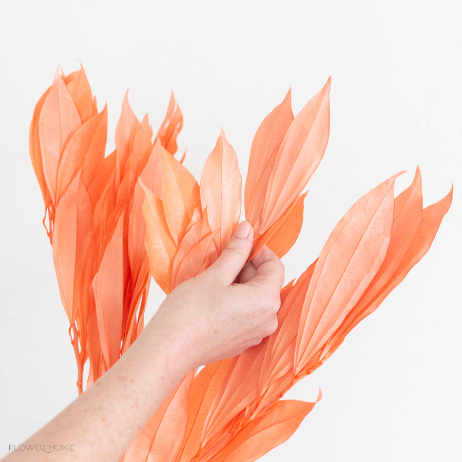 Dried Cocculus Coral Greenery | DIY Flower Supply – Flower Moxie Supply