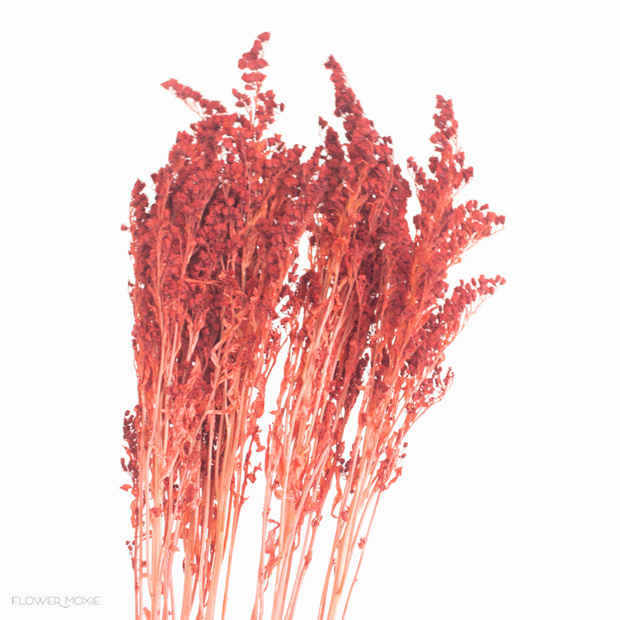 Dried Earth Red Solidago Goldenrod | DIY Flower Supply – Flower Moxie ...